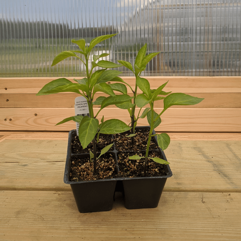 Lemon Spice Jalapeno Pepper Seeds – Hudson Valley Seed Company