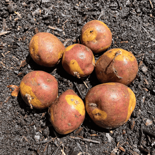 Potatoes – Hudson Valley Seed Company