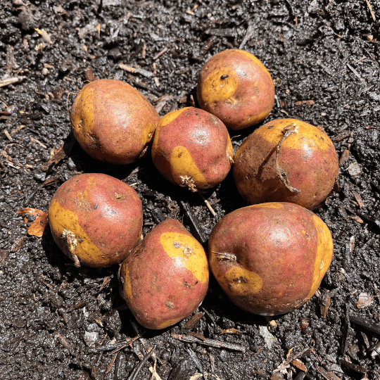 Potatoes – Hudson Valley Seed Company
