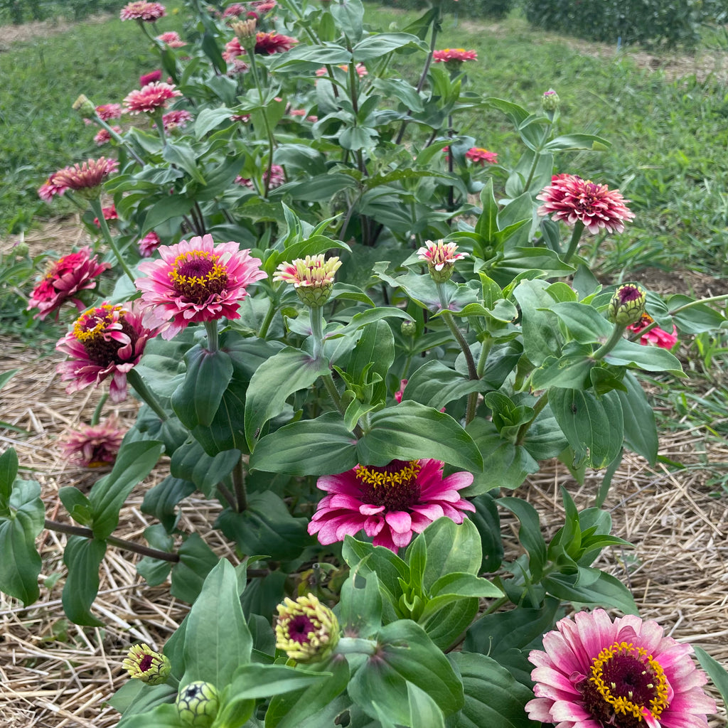 Mazurkia Zinnia Seedlings – Hudson Valley Seed Company