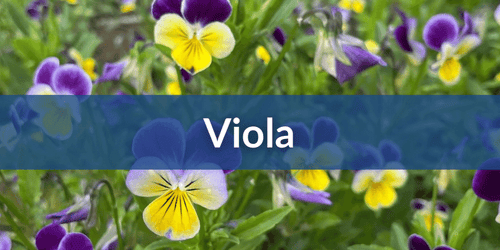 Viola – Hudson Valley Seed Company