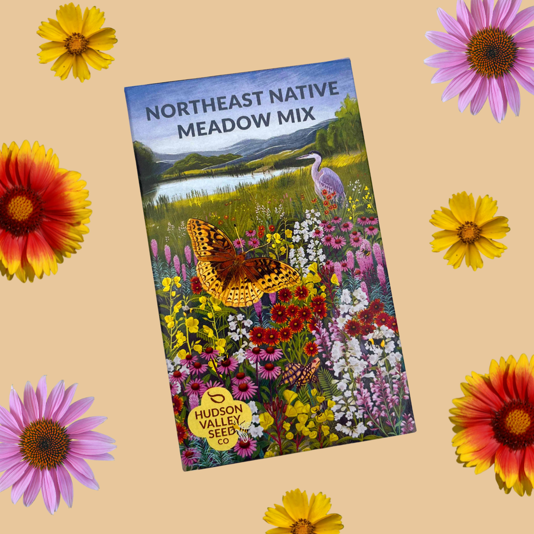 Northeast Native Wildflower Mix Seed Shaker – Hudson Valley Seed Company