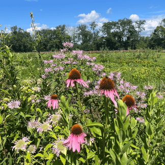 Northeast Native Wildflower Mix Seed Shaker – Hudson Valley Seed Company