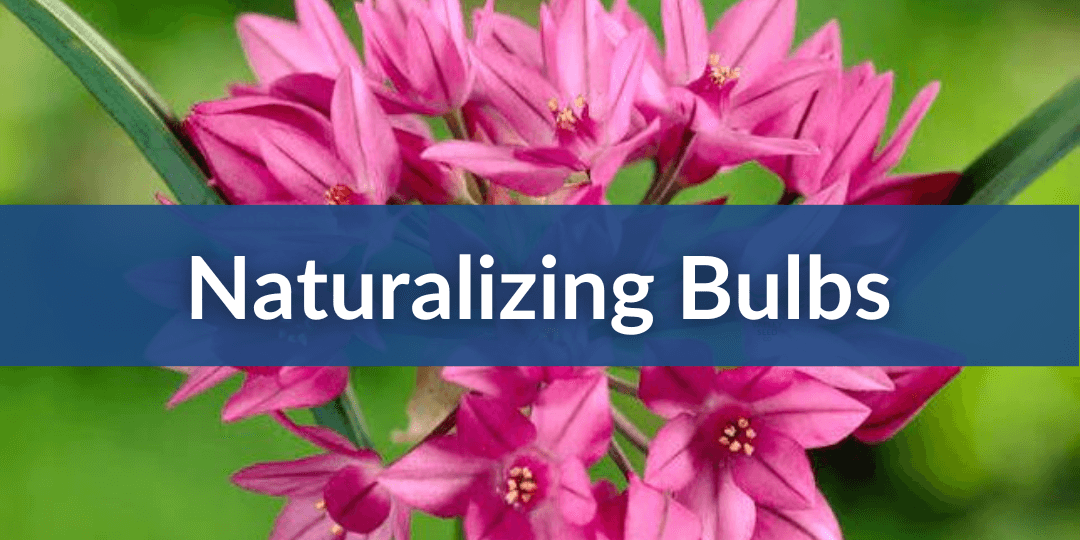 Naturalizing Bulbs – Hudson Valley Seed Company