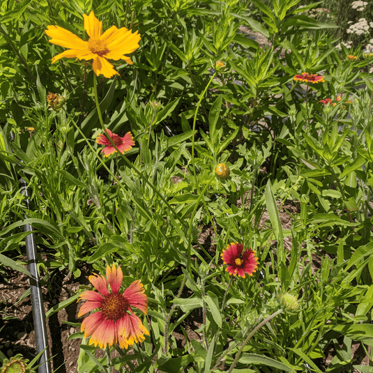 North East Native Wildflower Seed Mix – Hudson Valley Seed Company