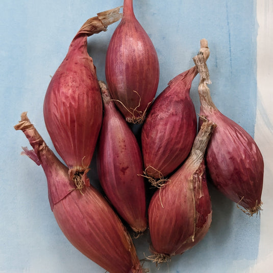 Red Long of Tropea Onion Seeds – Hudson Valley Seed Company