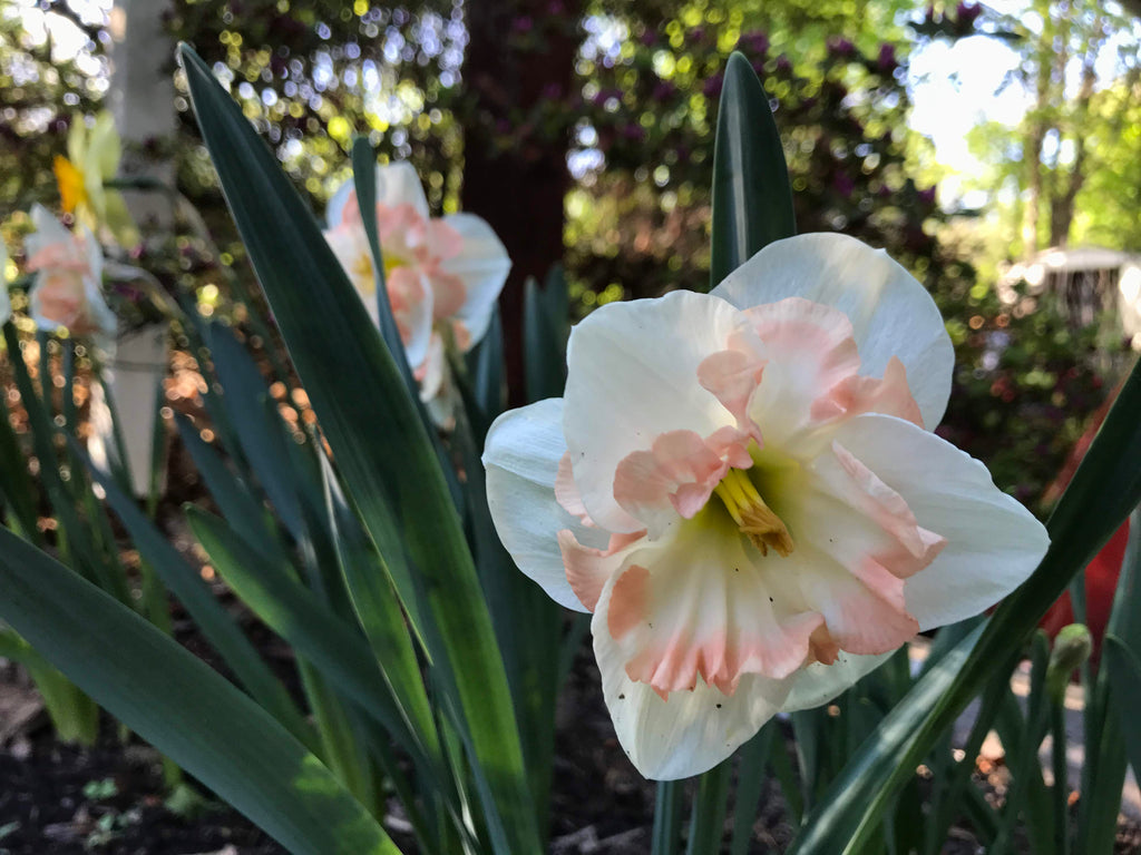 Narcissus "Pink Wonder" Fall-Planted Flower Bulbs – Hudson Valley Seed ...