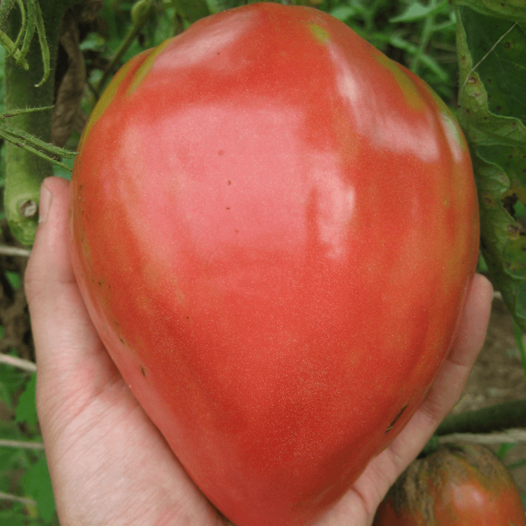 Upstate Oxheart Tomato Organic Seeds – Hudson Valley Seed Company