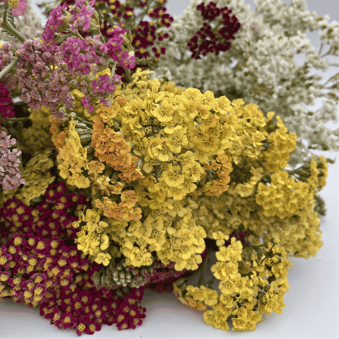 Multi-Hued Yarrow Mix Seeds – Hudson Valley Seed Company