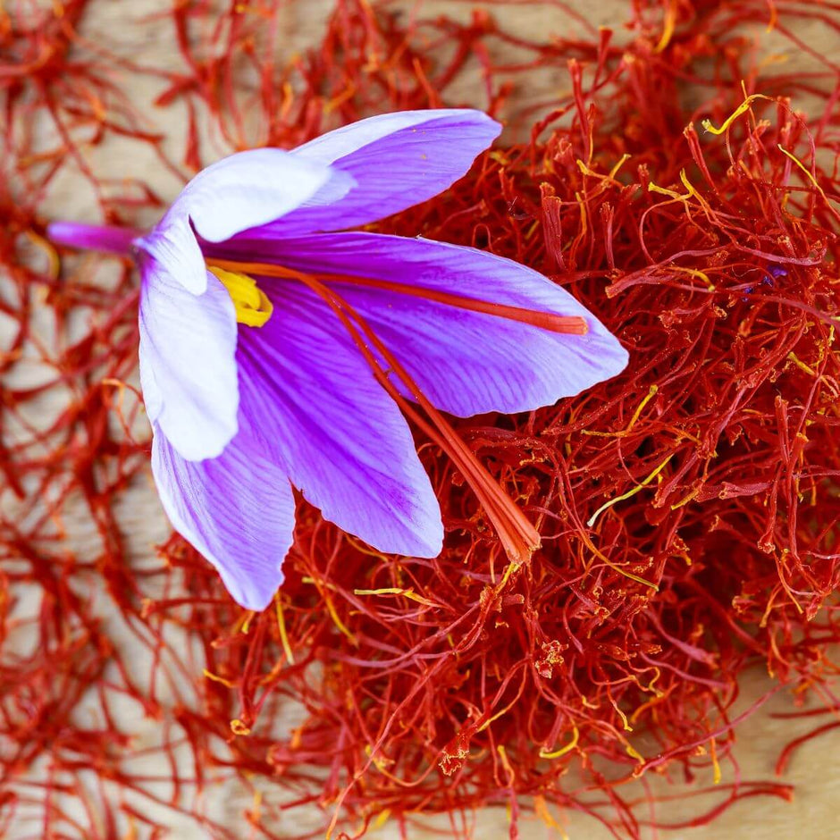 Crocus from Hudson Valley Seed Co – Hudson Valley Seed Company
