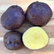 Huckleberry Gold Potato Organic Tubers – Hudson Valley Seed Company