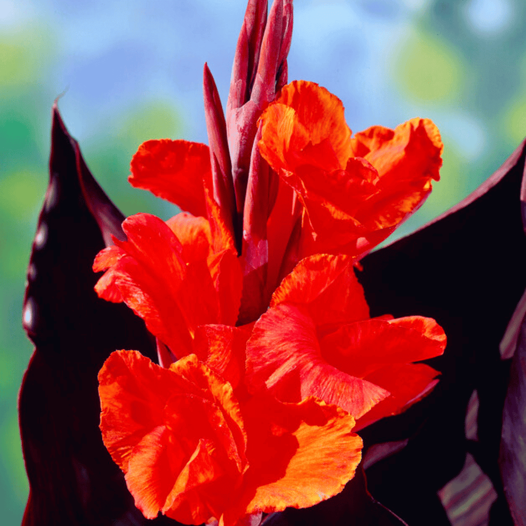 Red King Humbert Tall Canna – Hudson Valley Seed Company