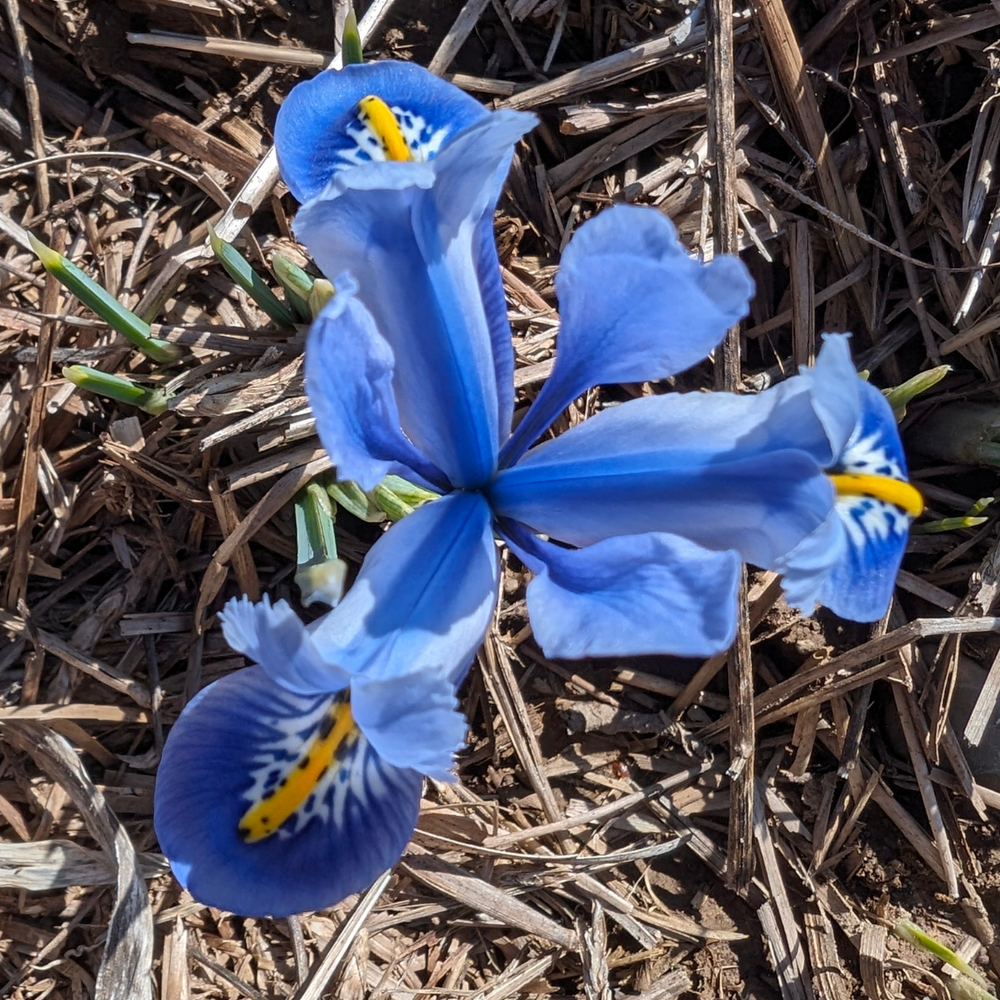 Rock Iris reticulata 'Alida' Fall-Planted Flower Bulbs – Hudson Valley ...