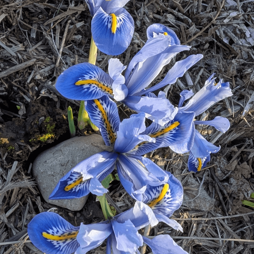 Rock Iris reticulata 'Alida' Fall-Planted Flower Bulbs – Hudson Valley ...