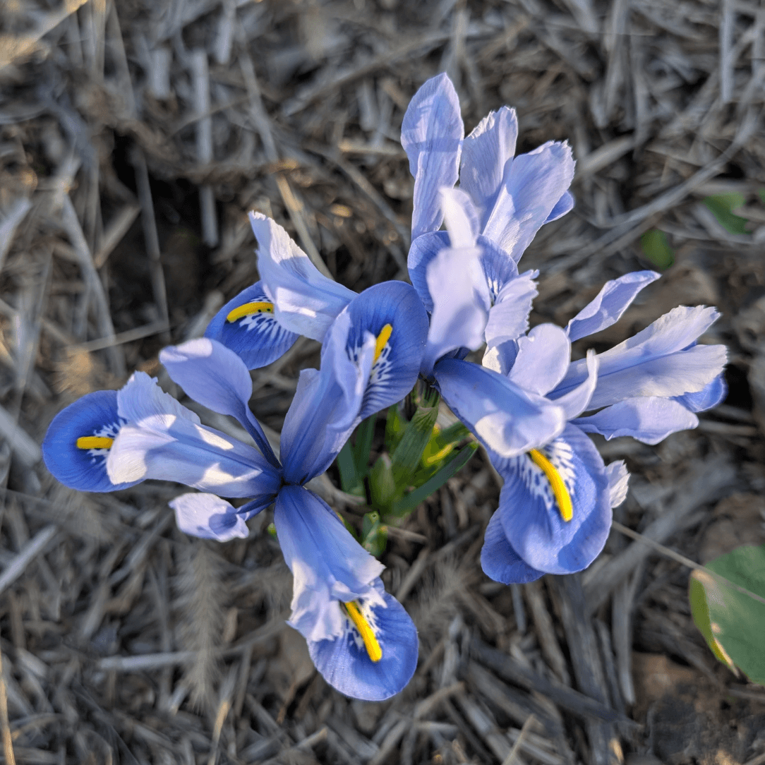 Rock Iris reticulata 'Alida' Fall-Planted Flower Bulbs – Hudson Valley ...
