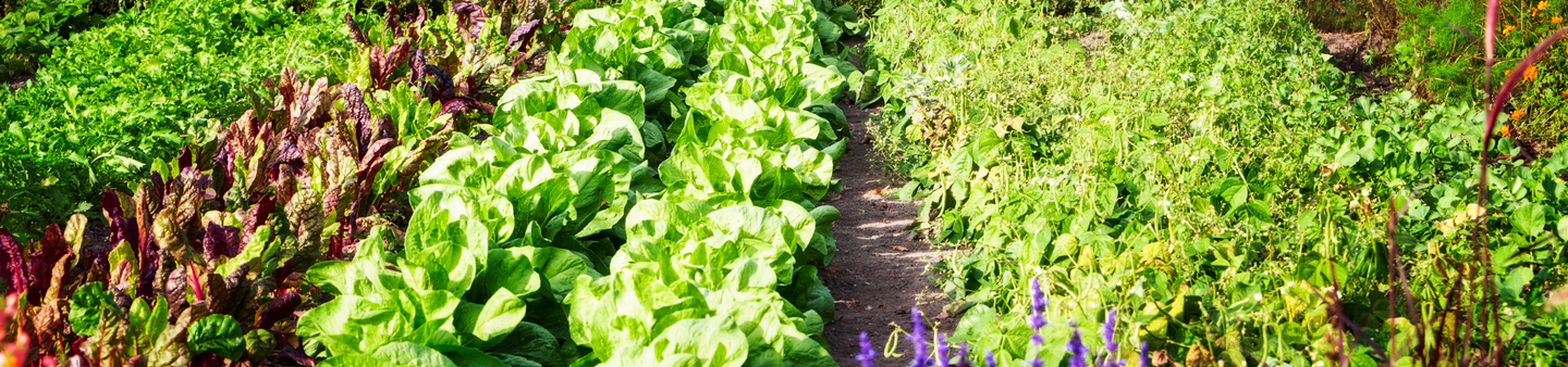 Garden Grow-How: Planning Your Spring Garden – Hudson Valley Seed Company