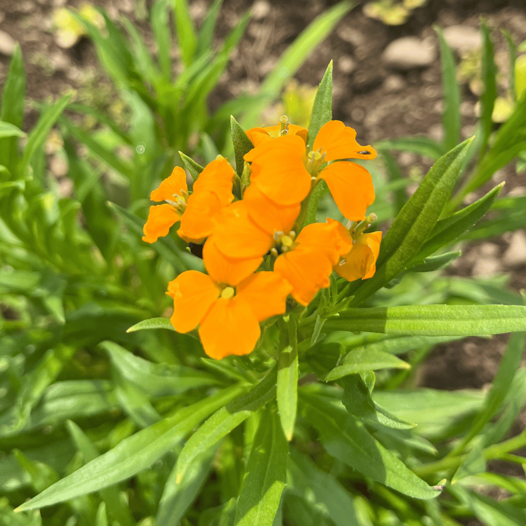 Siberian Wallflower – Hudson Valley Seed Company
