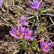Crocus minimus "Spring Beauty" Fall-Planted Flower Bulbs – Hudson ...