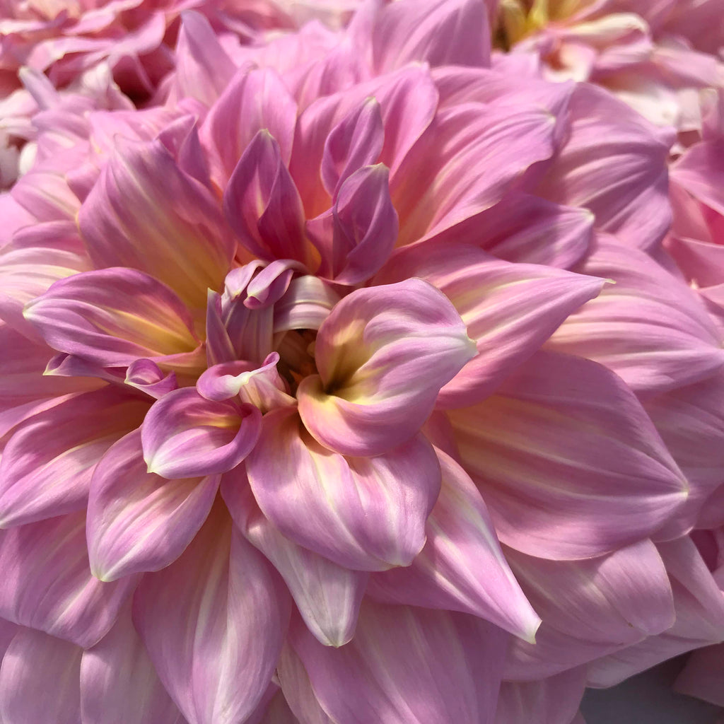 Strawberry Ice Dahlia Tuber – Hudson Valley Seed Company