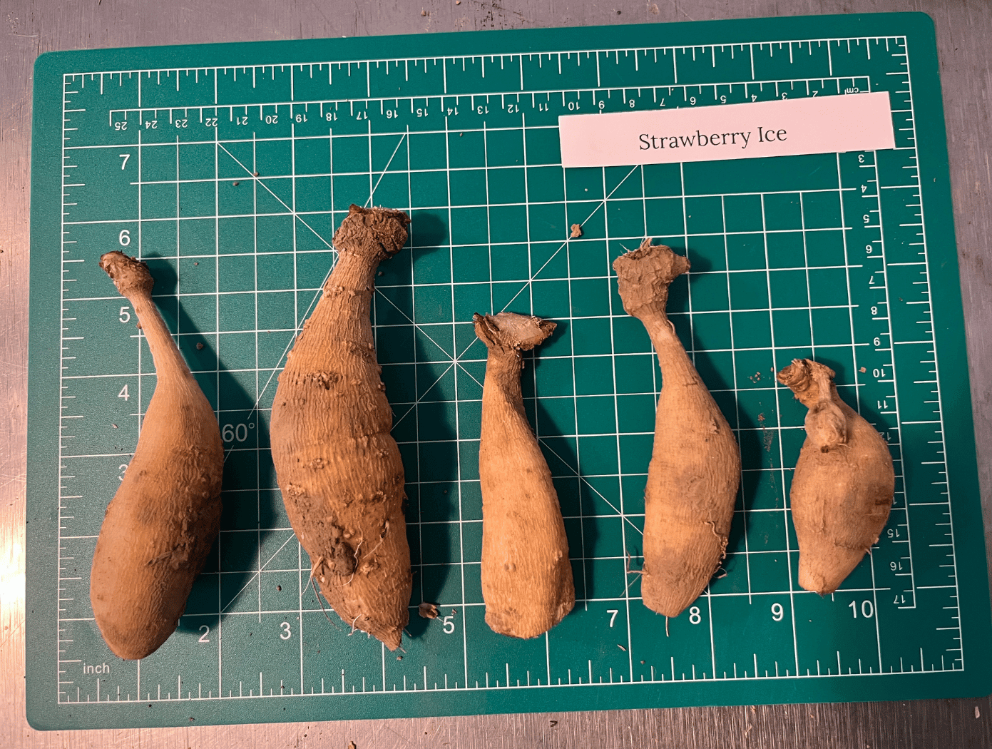 Strawberry Ice Dahlia Tuber – Hudson Valley Seed Company