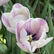 Tulip 'Jacuzzi' – Hudson Valley Seed Company