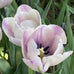Tulip 'Jacuzzi' – Hudson Valley Seed Company