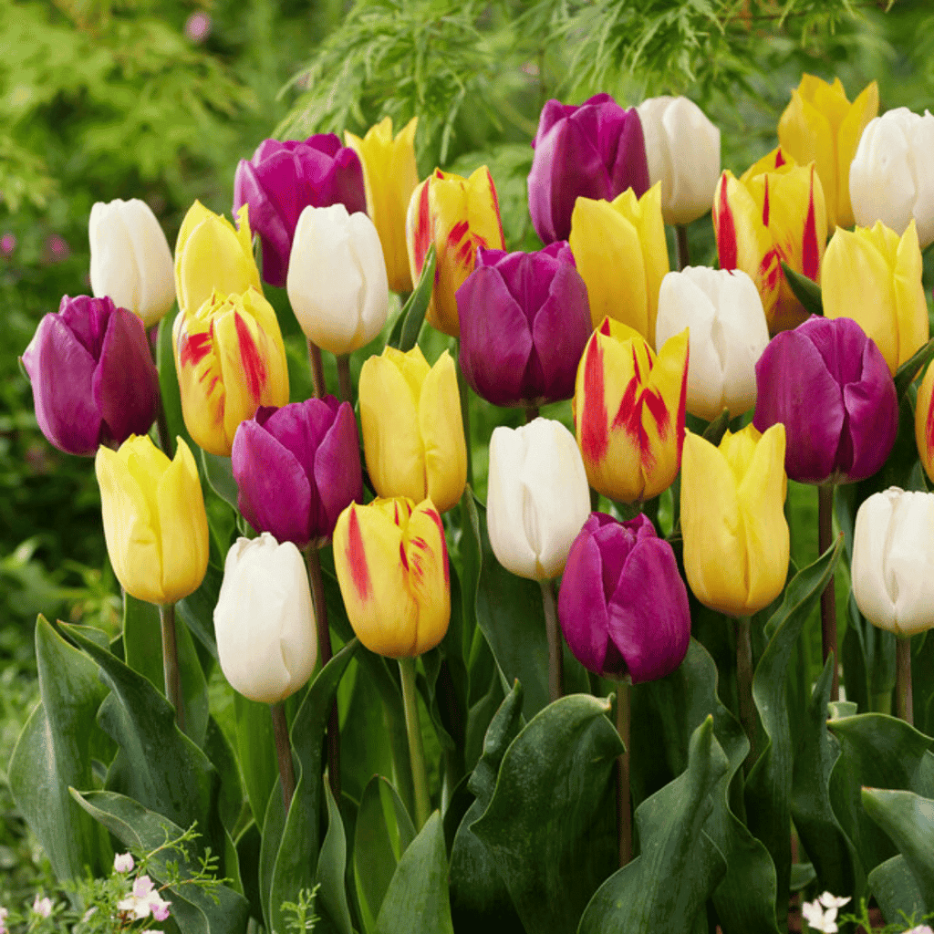 Tulip 'Spring Festival Mix' – Hudson Valley Seed Company