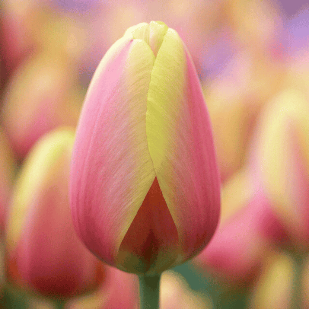 Tulip 'World Peace' – Hudson Valley Seed Company