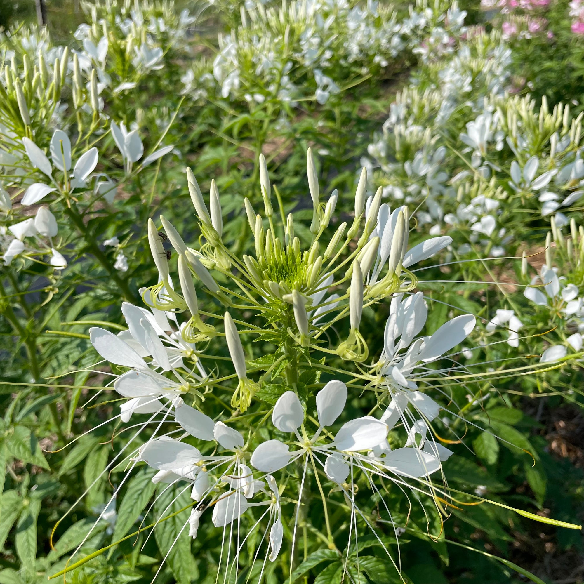 White Queen Cleome Seedlings – Hudson Valley Seed Company