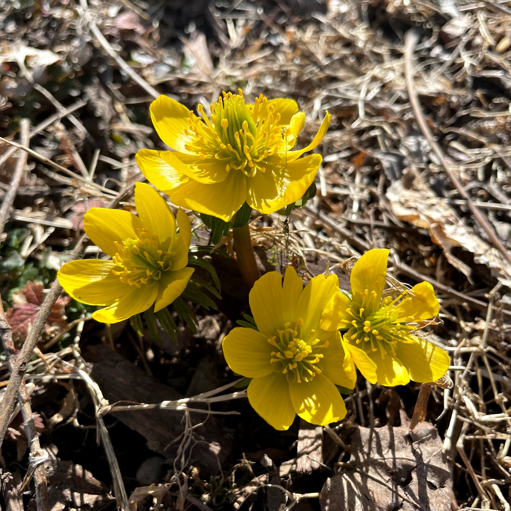 Winter Aconite Fall-Planted Flower Bulbs – Hudson Valley Seed Company