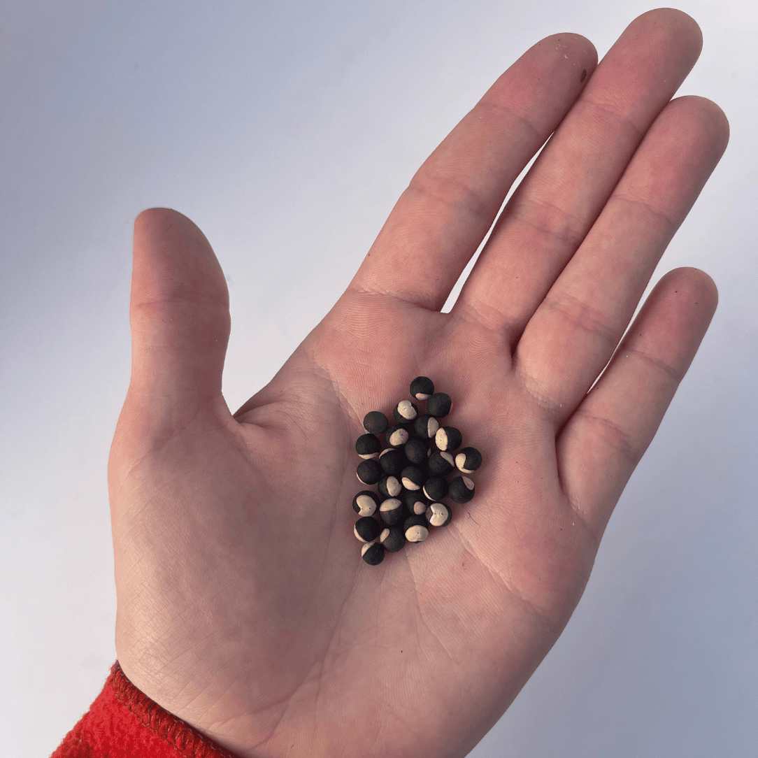 Balloon Vine Organic Seeds – Hudson Valley Seed Company