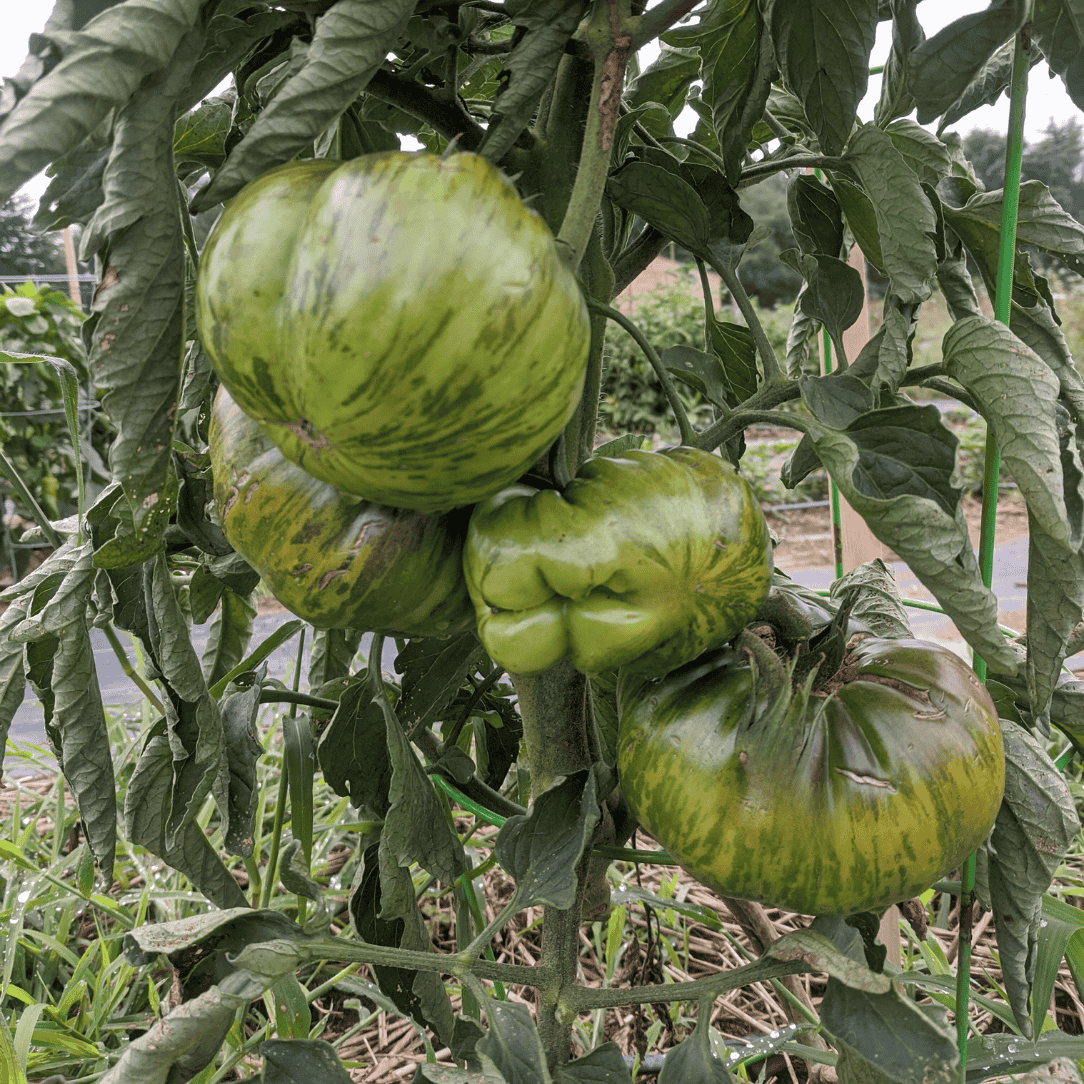 Berkeley Green Tie Dye Tomato – Hudson Valley Seed Company
