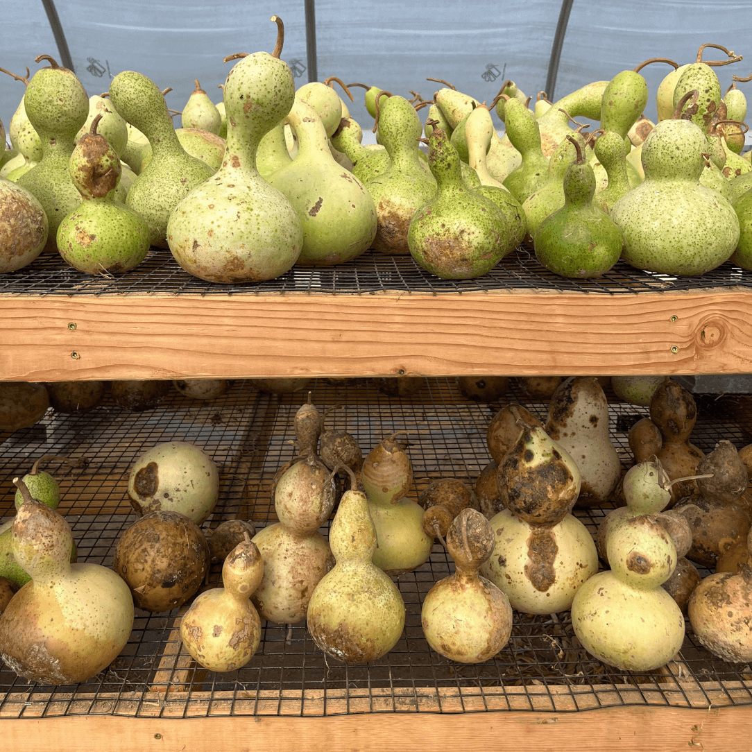 Birdhouse Gourd Organic Seeds – Hudson Valley Seed Company