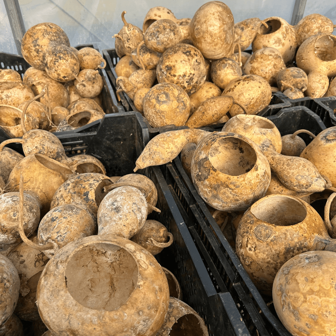 Birdhouse Gourd Organic Seeds – Hudson Valley Seed Company