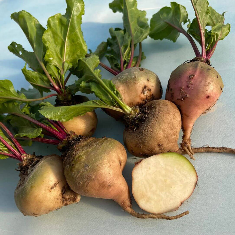 Beets – Hudson Valley Seed Company
