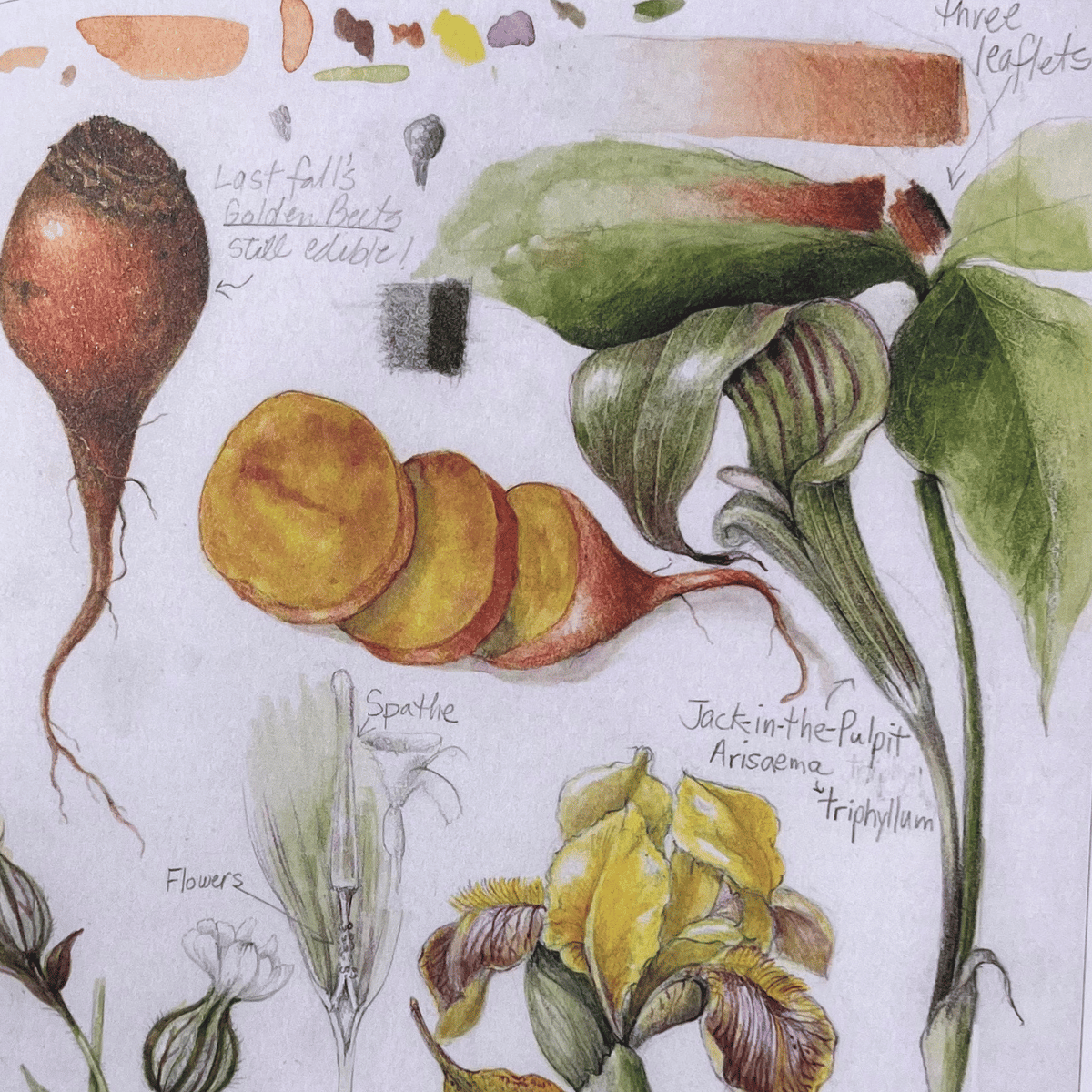 The Joy of Botanical Drawing – Hudson Valley Seed Company