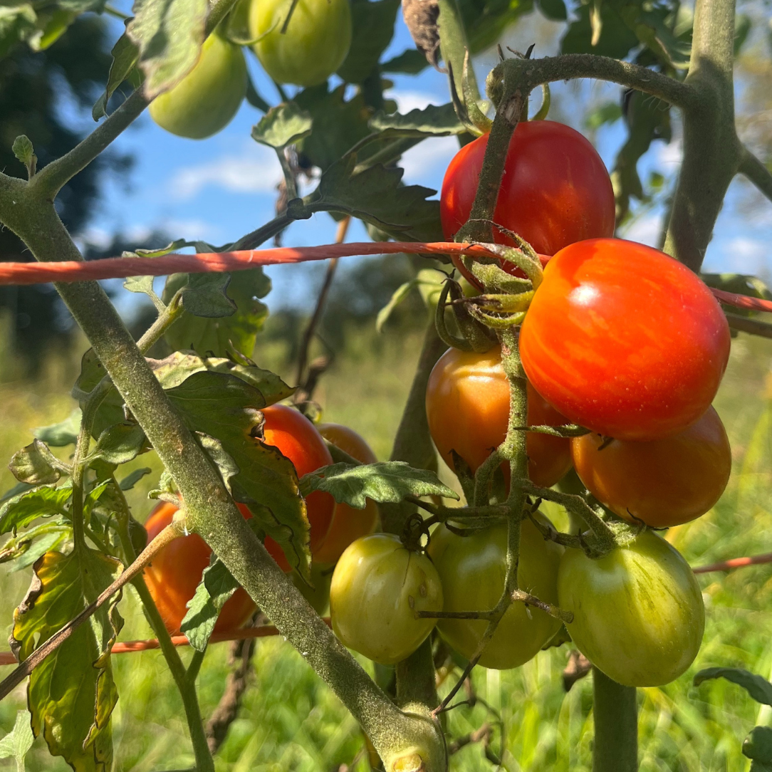 Cherry Ember Tomato – Hudson Valley Seed Company