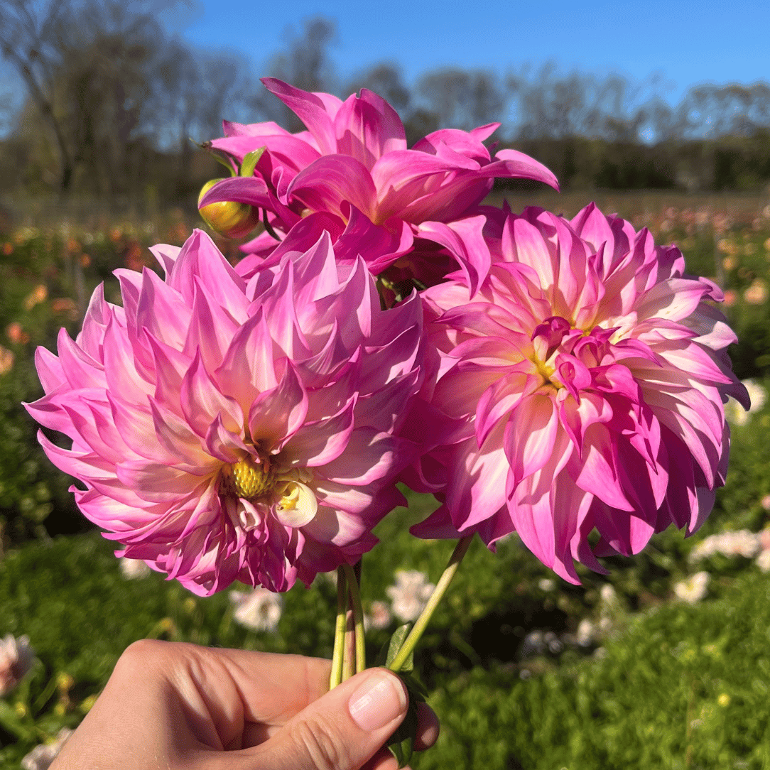 Colorado Classic Dahlia Organic Tuber – Hudson Valley Seed Company