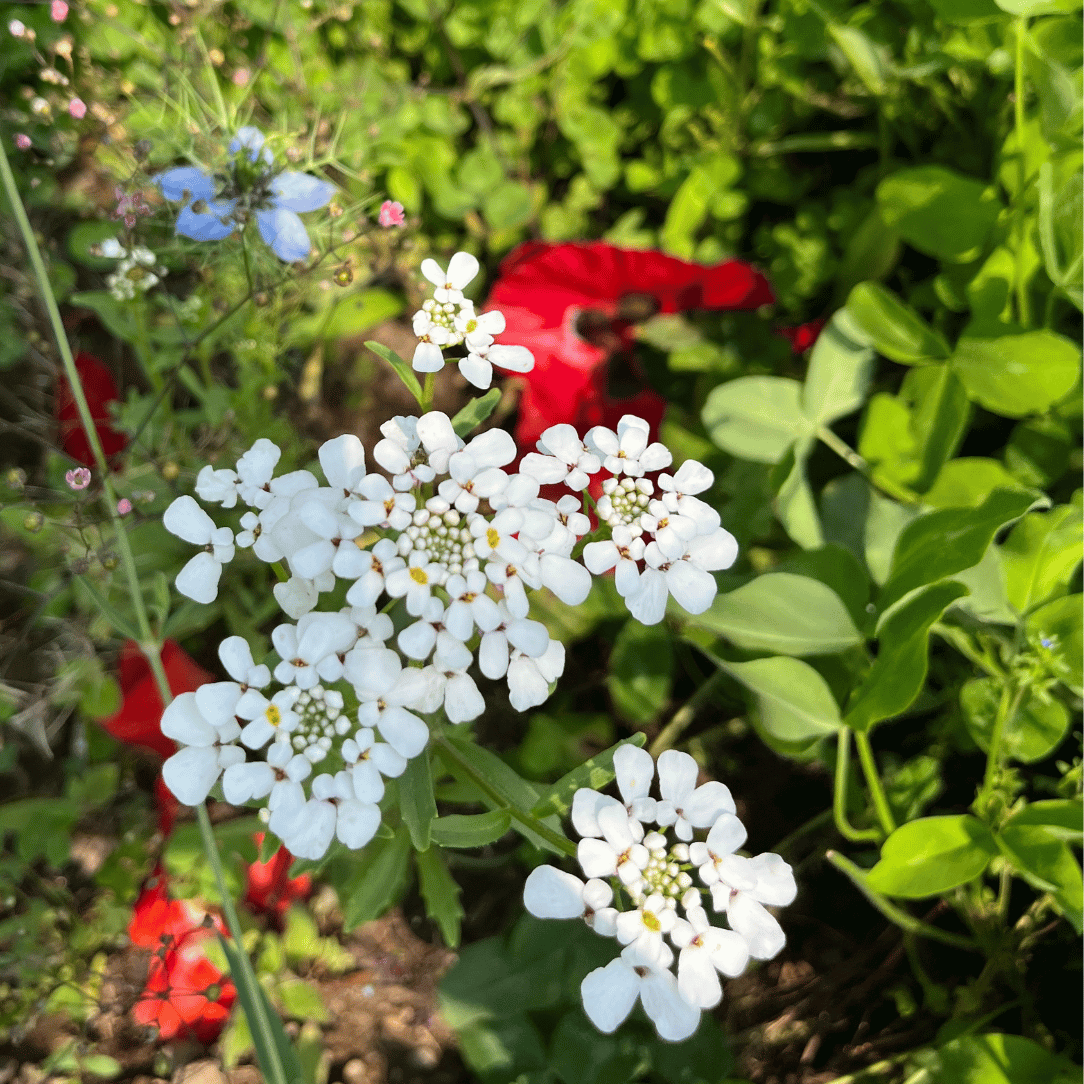 Colorscape Meadow Mix Seed Shaker – Hudson Valley Seed Company