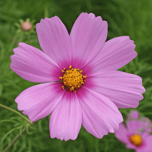 Cottage Garden Mix – Hudson Valley Seed Company
