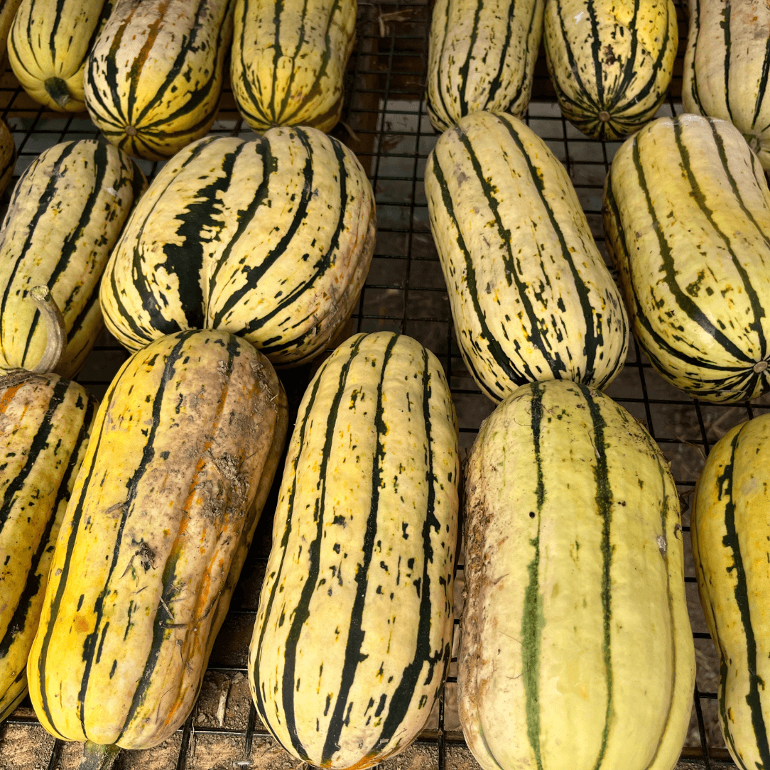 Cornell's Bush Delicata Organic Seeds – Hudson Valley Seed Company
