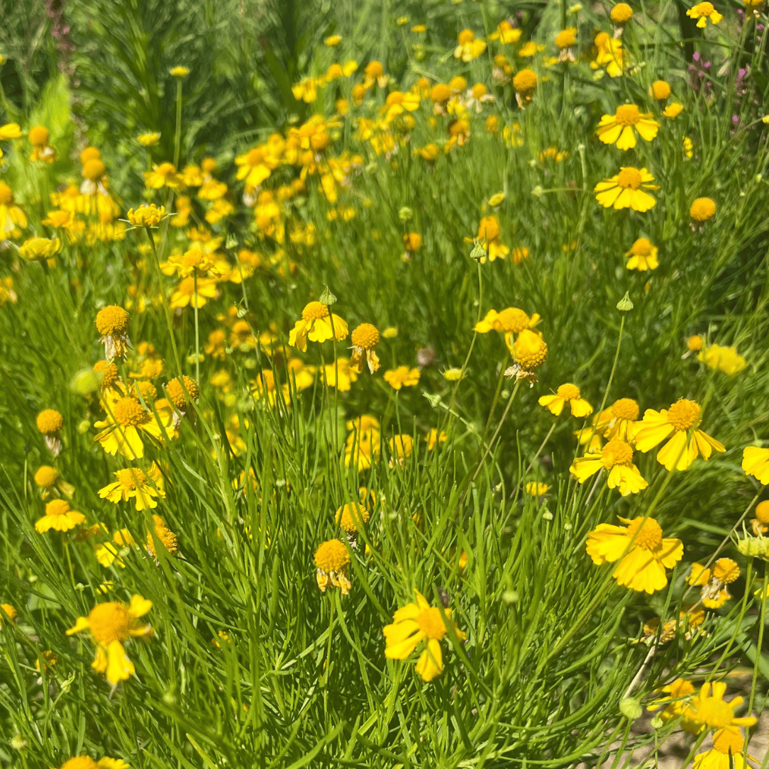 Dwarf Helenium – Hudson Valley Seed Company