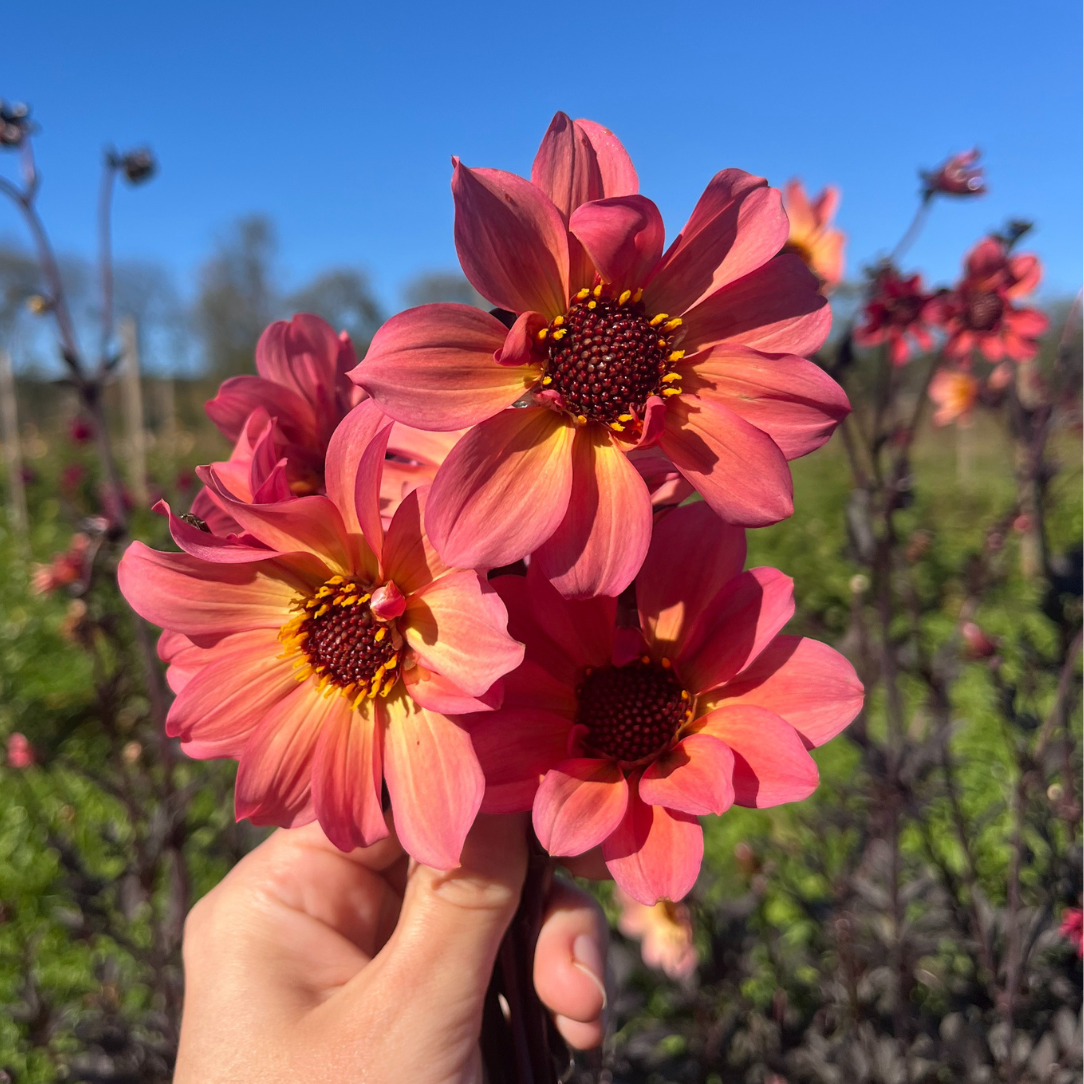 Glowing Ember Dahlia Tuber – Hudson Valley Seed Company