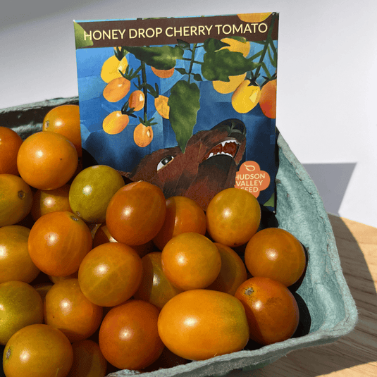 Honey Drop Cherry Tomato Organic Seeds – Hudson Valley Seed Company