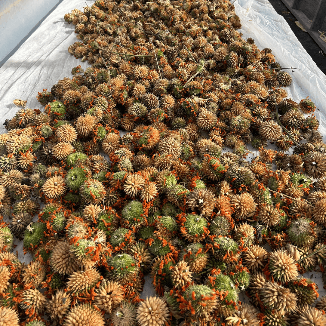 Klip Dagga Organic Seeds – Hudson Valley Seed Company