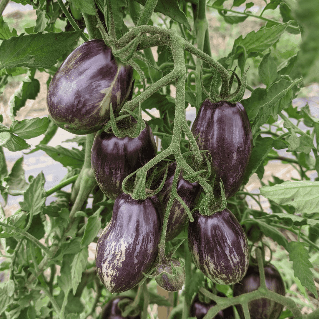 Magic Bullet Tomato – Hudson Valley Seed Company