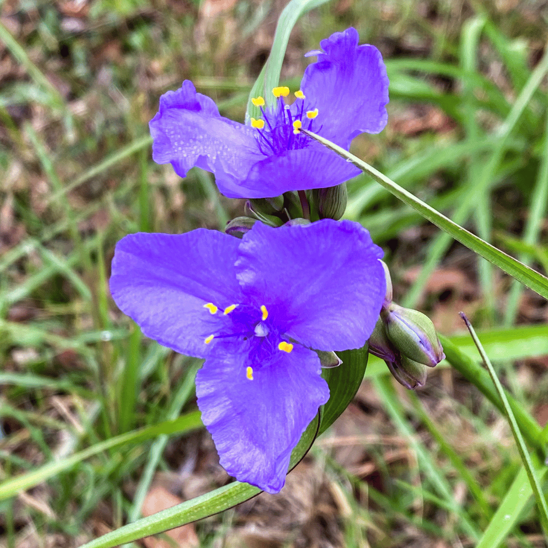 Ohio Spiderwort – Hudson Valley Seed Company