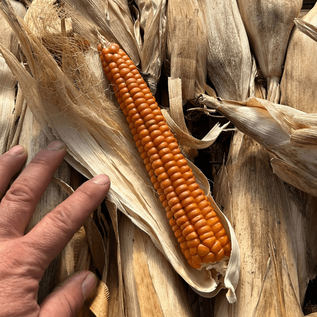 Otto File Flint Corn Organic Seeds – Hudson Valley Seed Company