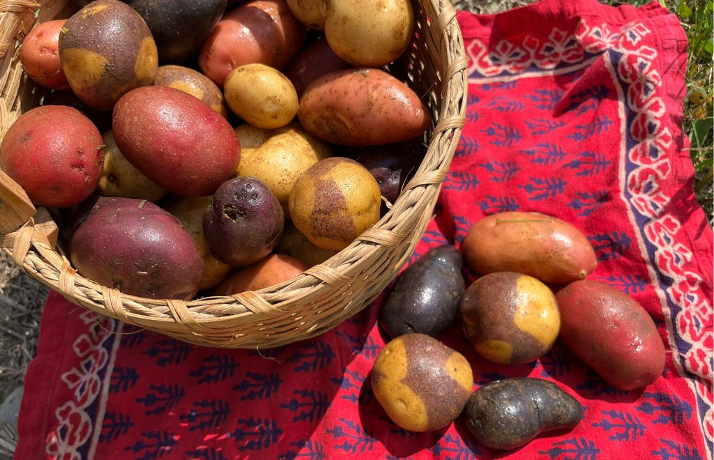 Seed Potato Guide – Hudson Valley Seed Company