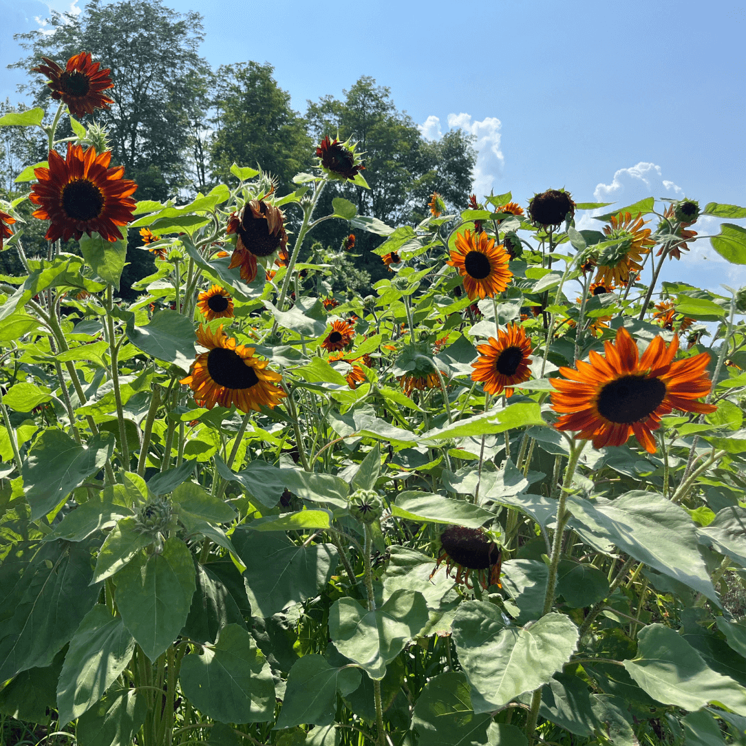 Velvet Queen Sunflower Organic Seeds – Hudson Valley Seed Company